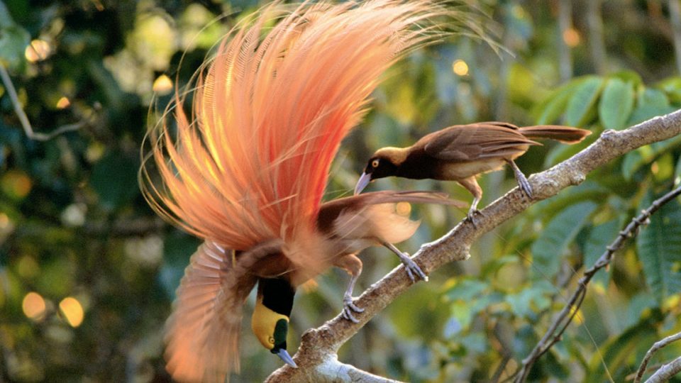 Uccello del paradiso - Wildnature